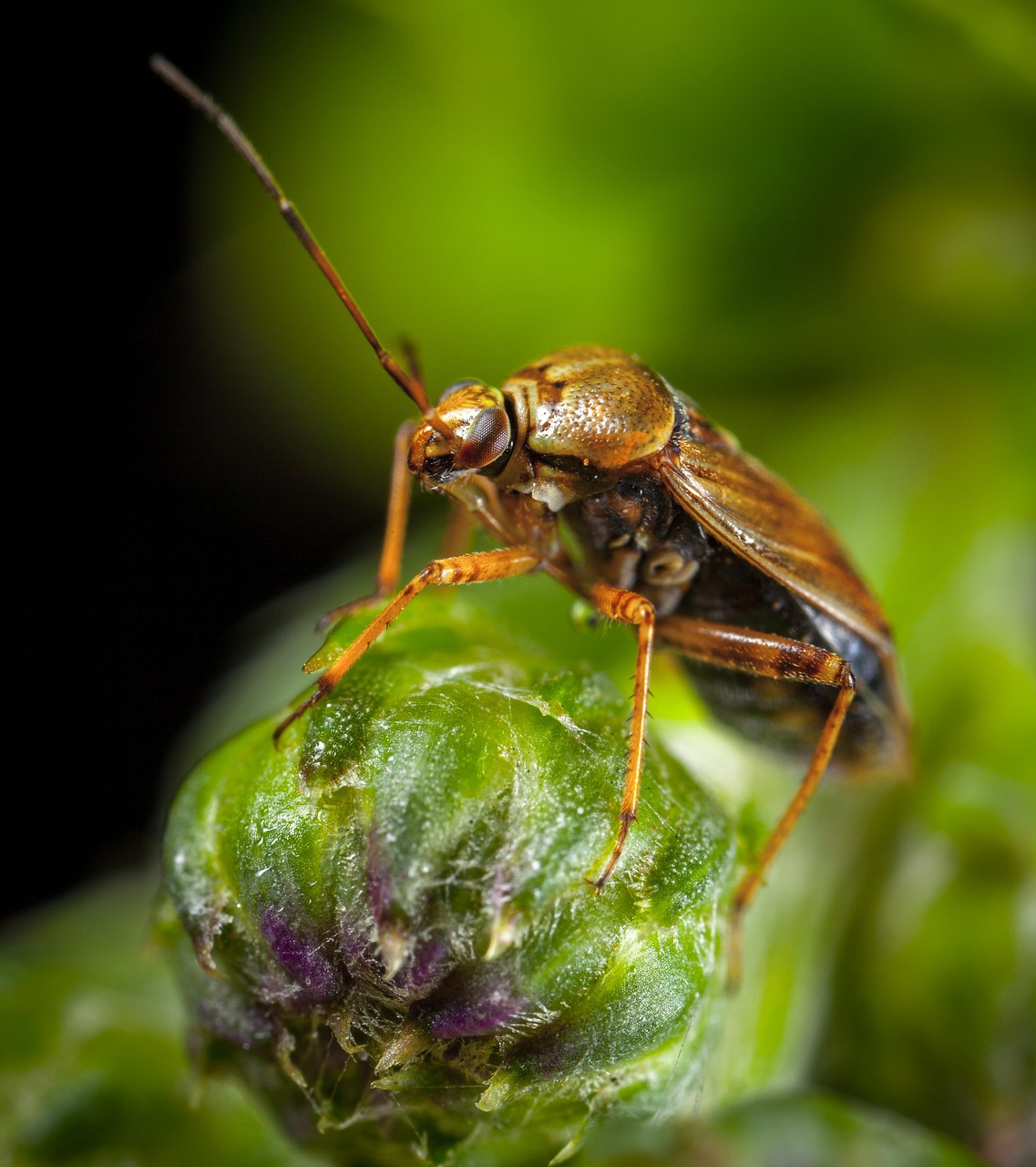 Insecto Naturaleza Animales - Foto gratis en Pixabay - Pixabay