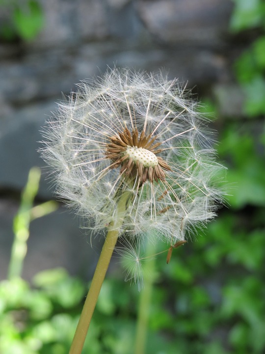 Löwenzahn Natur Pflanze - Kostenloses Foto auf Pixabay - Pixabay