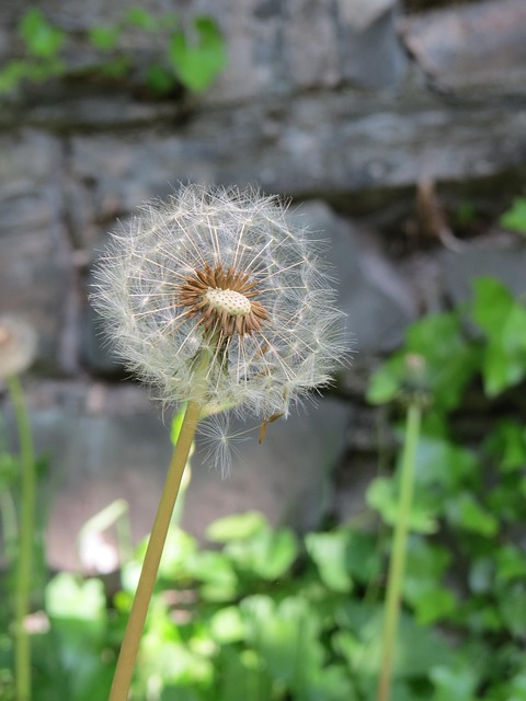 Dandelion Nature Plant - Free photo on Pixabay - Pixabay