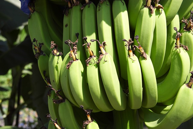 Banana Solo Fruta - Foto gratuita no Pixabay - Pixabay