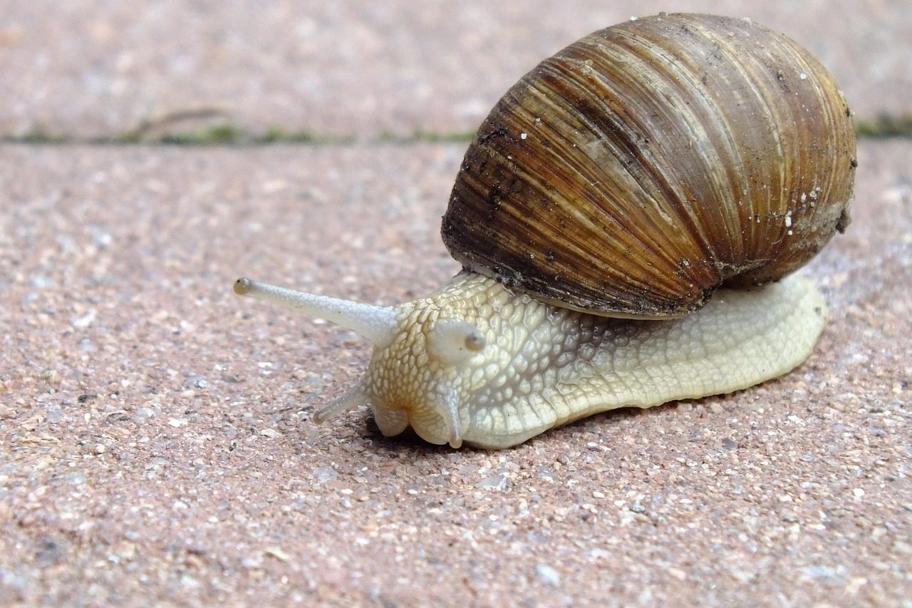 Escargot Fruits De Mer - Photo gratuite sur Pixabay - Pixabay