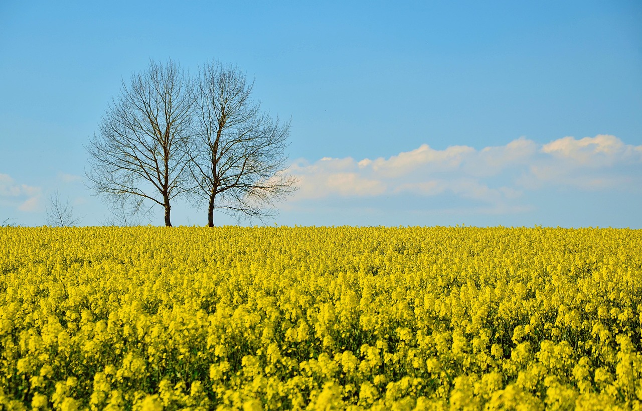 900+ kostenlose Rapsfelder und Rapsfeld-Bilder - Pixabay