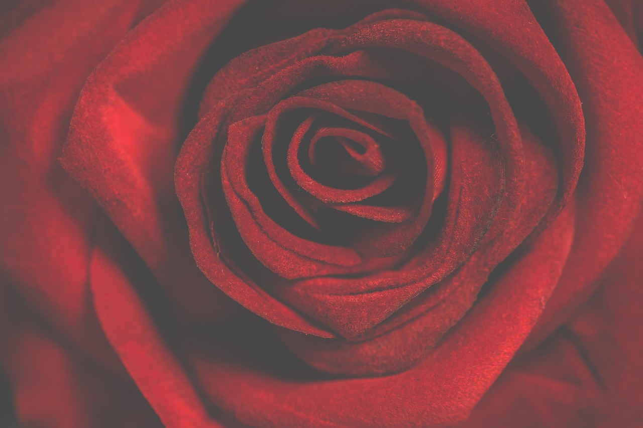 50,000+ Free Rose Desktop Background & Rose Images - Pixabay