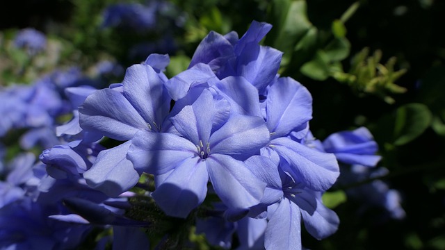 Flower Violet Nature - Free photo on Pixabay - Pixabay