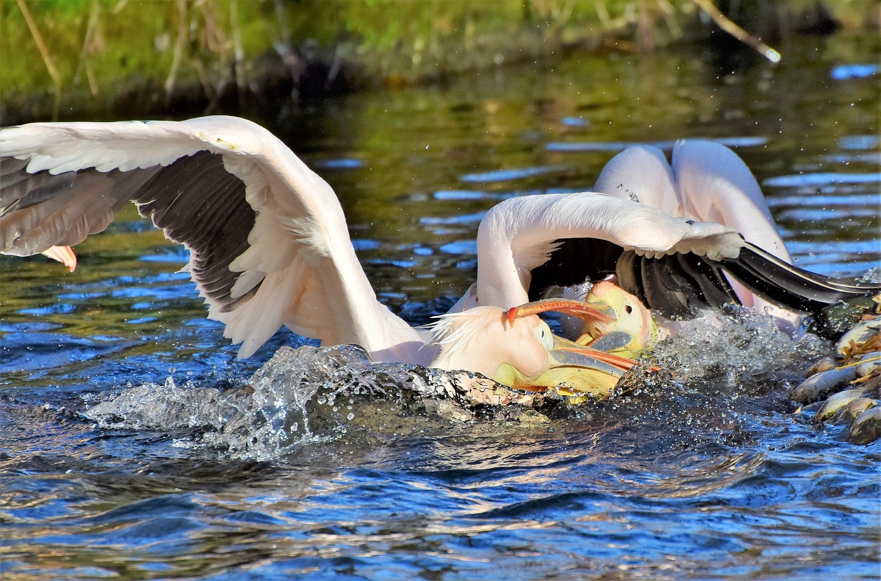 Pelican Water Bird Pink - Free photo on Pixabay