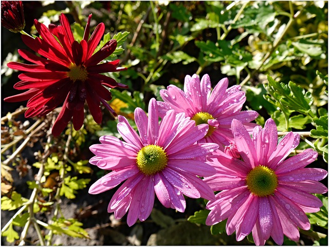 Blomst Natur Anlegg - Gratis foto på Pixabay - Pixabay