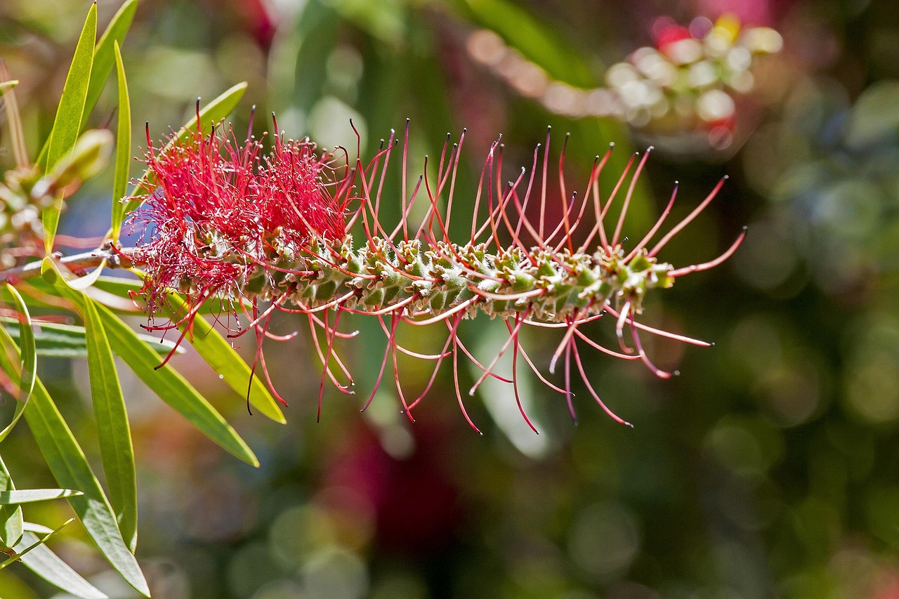 Nature Flore Fleur - Photo gratuite sur Pixabay - Pixabay