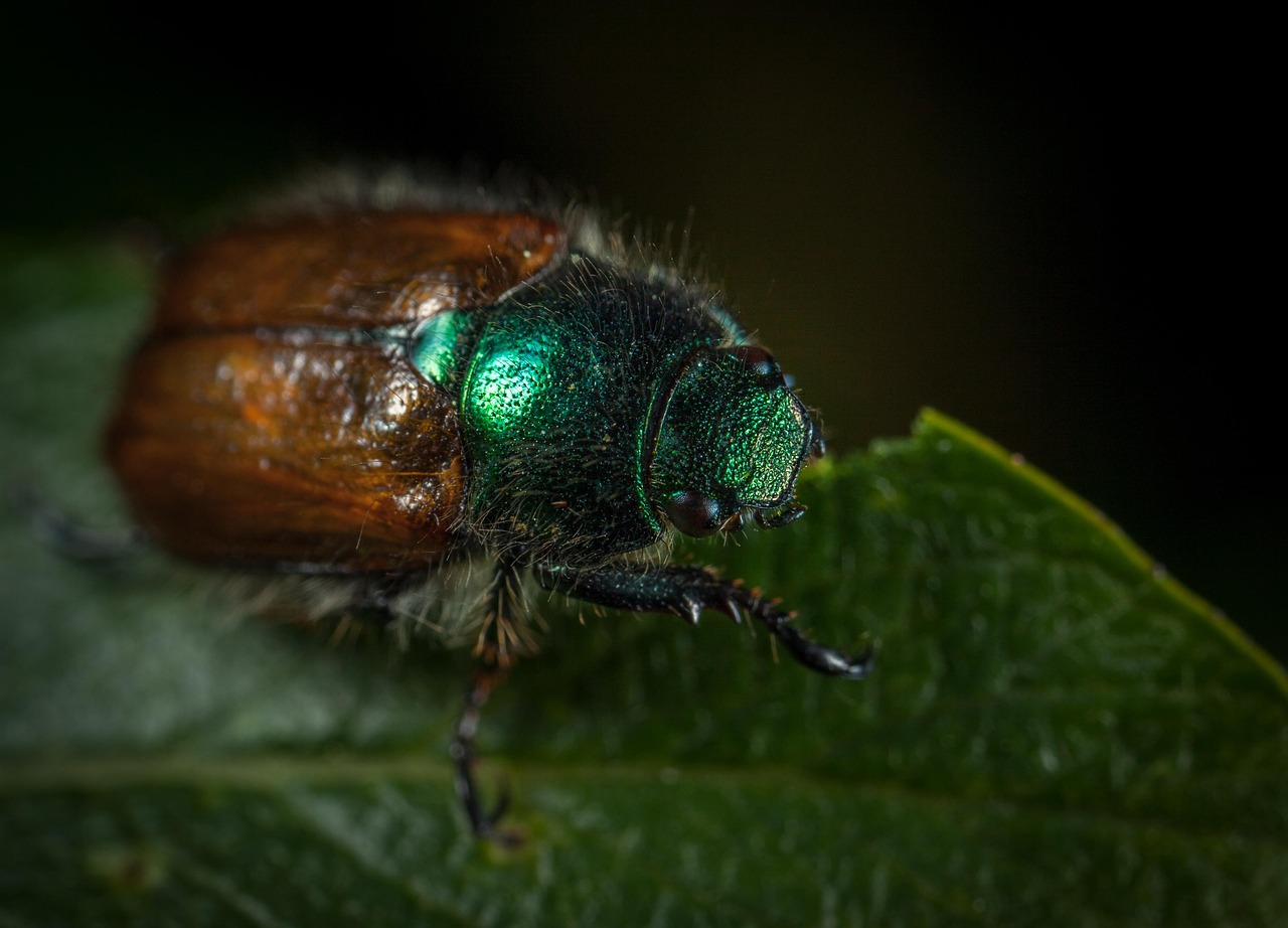 Insect Nature Animals - Free photo on Pixabay