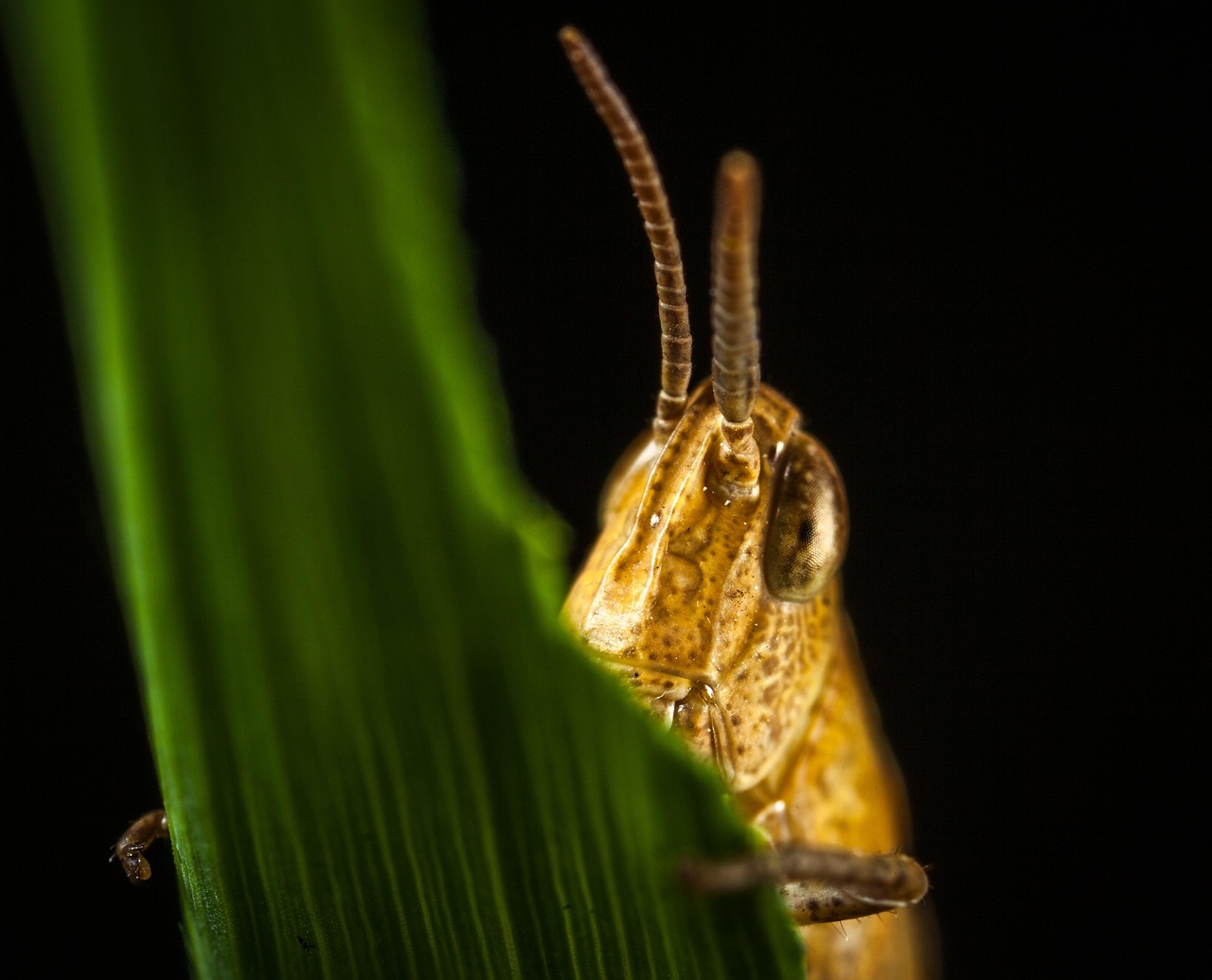 Invertebrate Insect No One - Free photo on Pixabay - Pixabay
