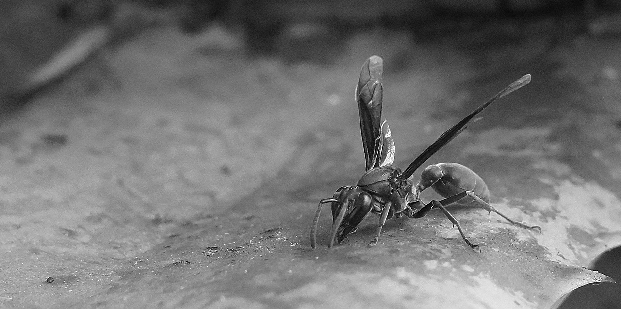 Nature Monochrome Outdoors - Free photo on Pixabay