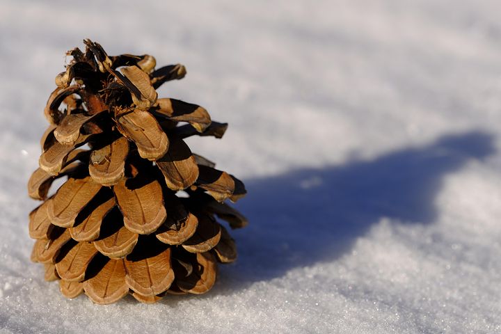 100+ Free Snow Cone & Snow Images - Pixabay