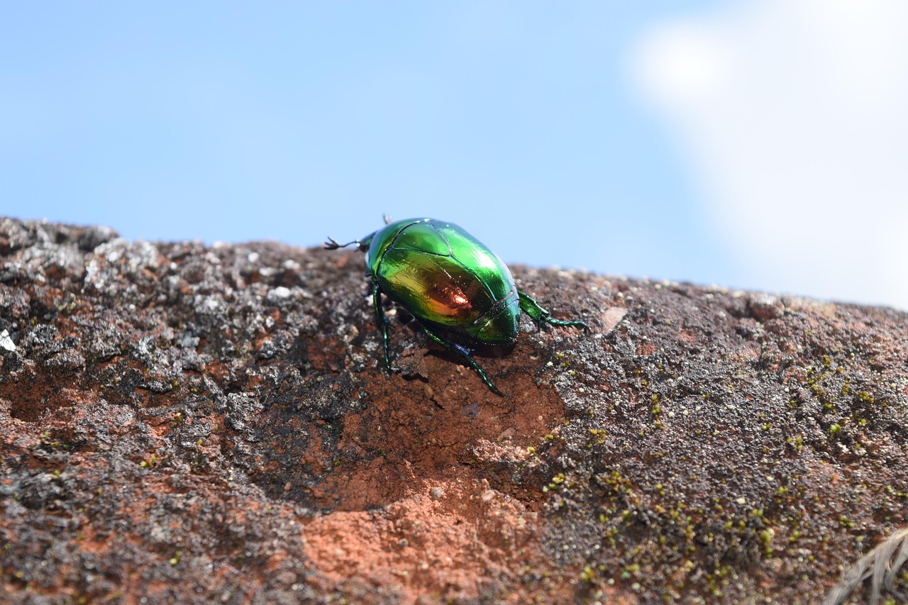 Nature Open Air Animalia - Free photo on Pixabay - Pixabay