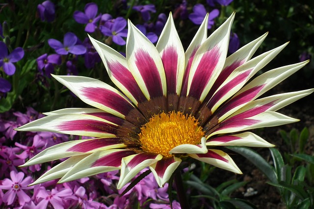 Gazania Flower Nature - Free photo on Pixabay - Pixabay