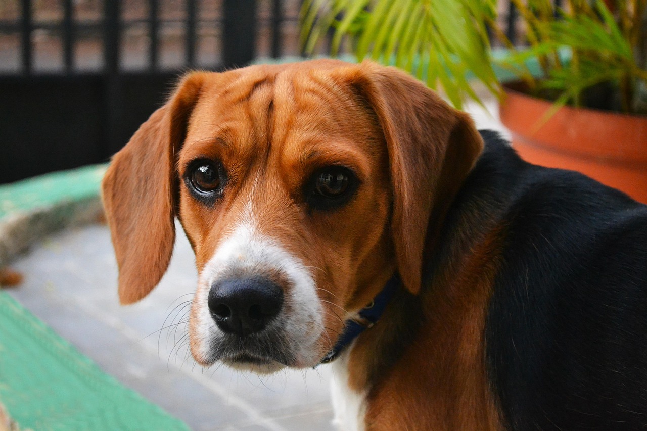 Puppy Race Pure Breed - Free photo on Pixabay