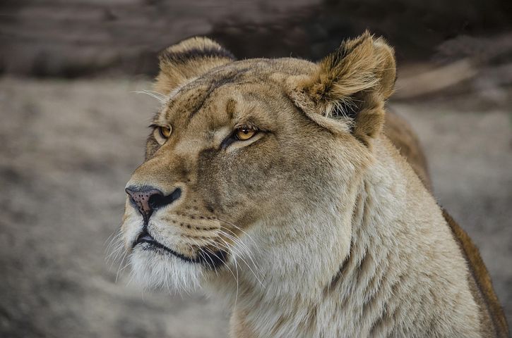 600+ Free Lionesses & Lion Images - Pixabay