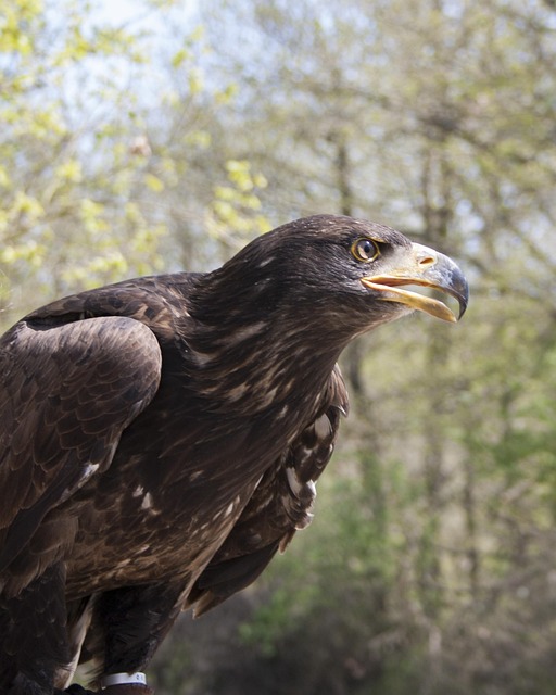 Aves De Rapina Valk Majestoso - Foto gratuita no Pixabay - Pixabay