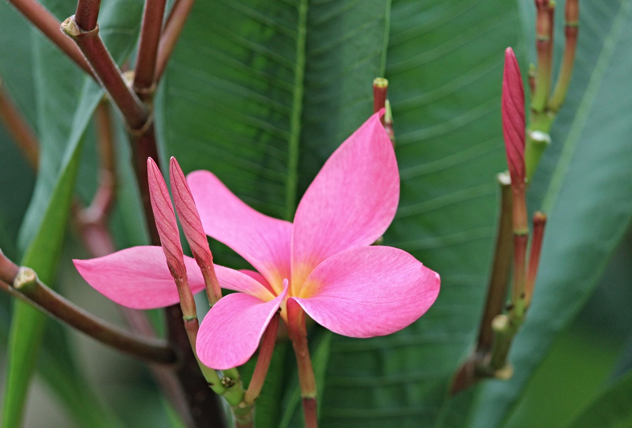 Plumeria Fleur Rose - Photo gratuite sur Pixabay - Pixabay