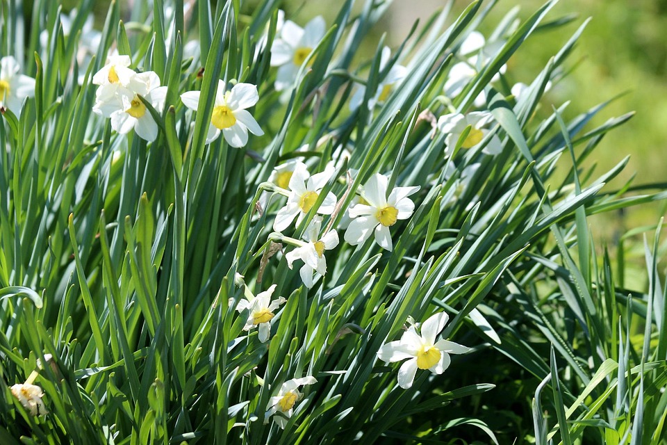 Narcissus Bunga Tanaman - Foto gratis di Pixabay - Pixabay