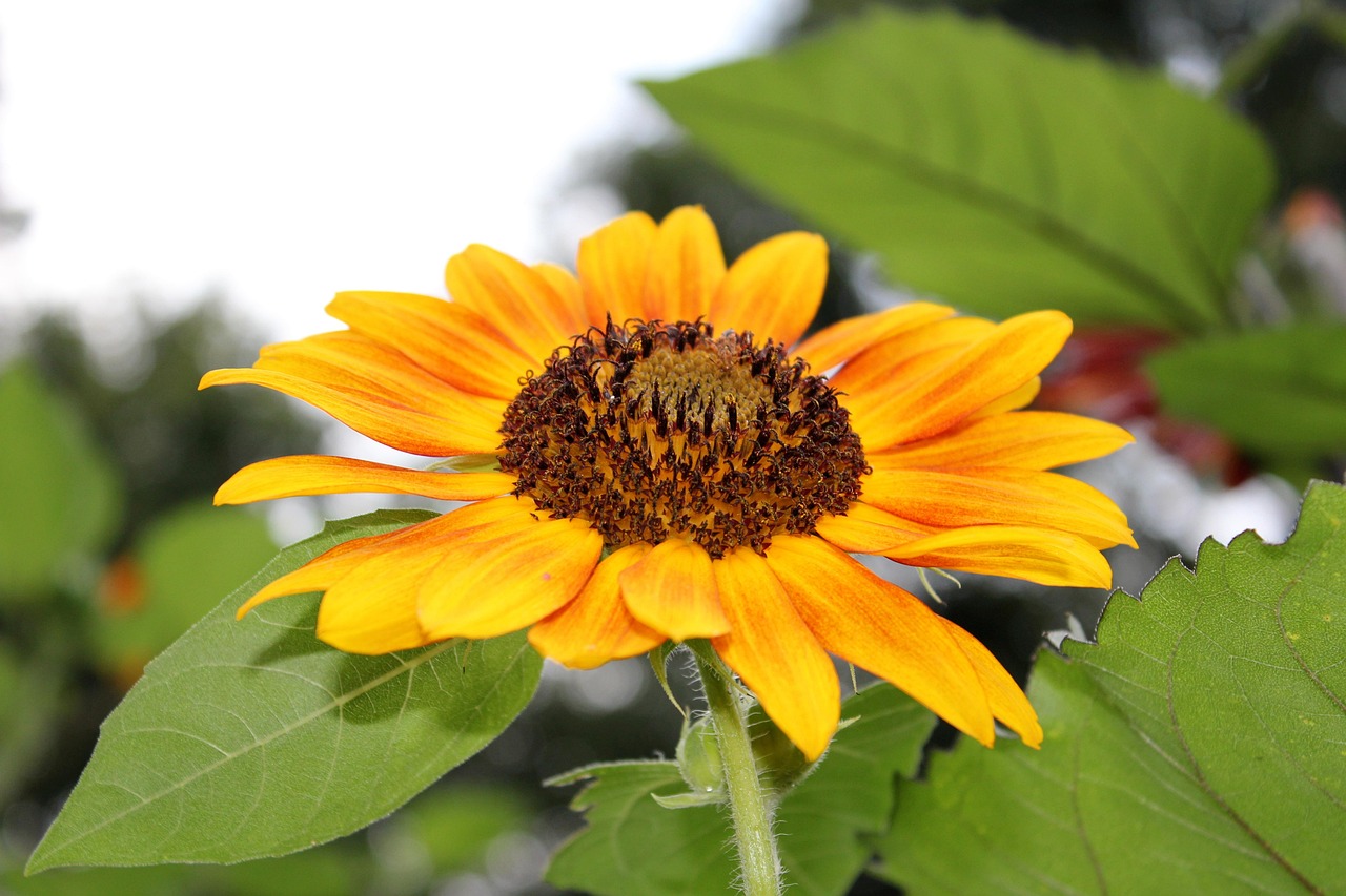 Nature Flora Flower - Free photo on Pixabay