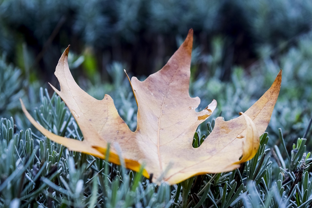 Nature Leaf Herb - Free photo on Pixabay - Pixabay