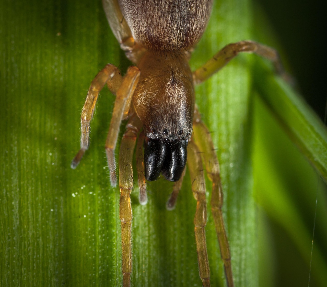 Invertebrate Nature Animals - Free photo on Pixabay - Pixabay