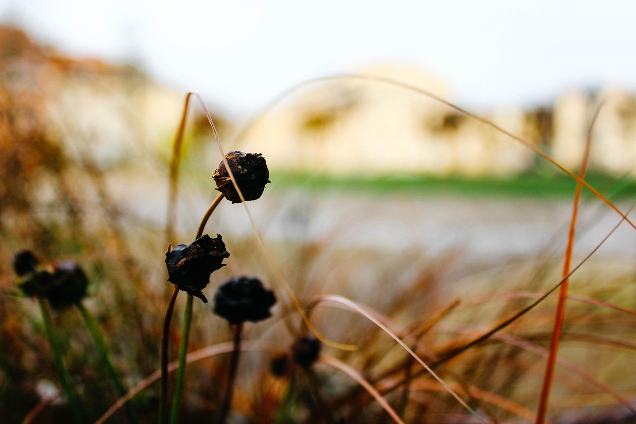 Nature En Plein Air Flore - Photo gratuite sur Pixabay - Pixabay