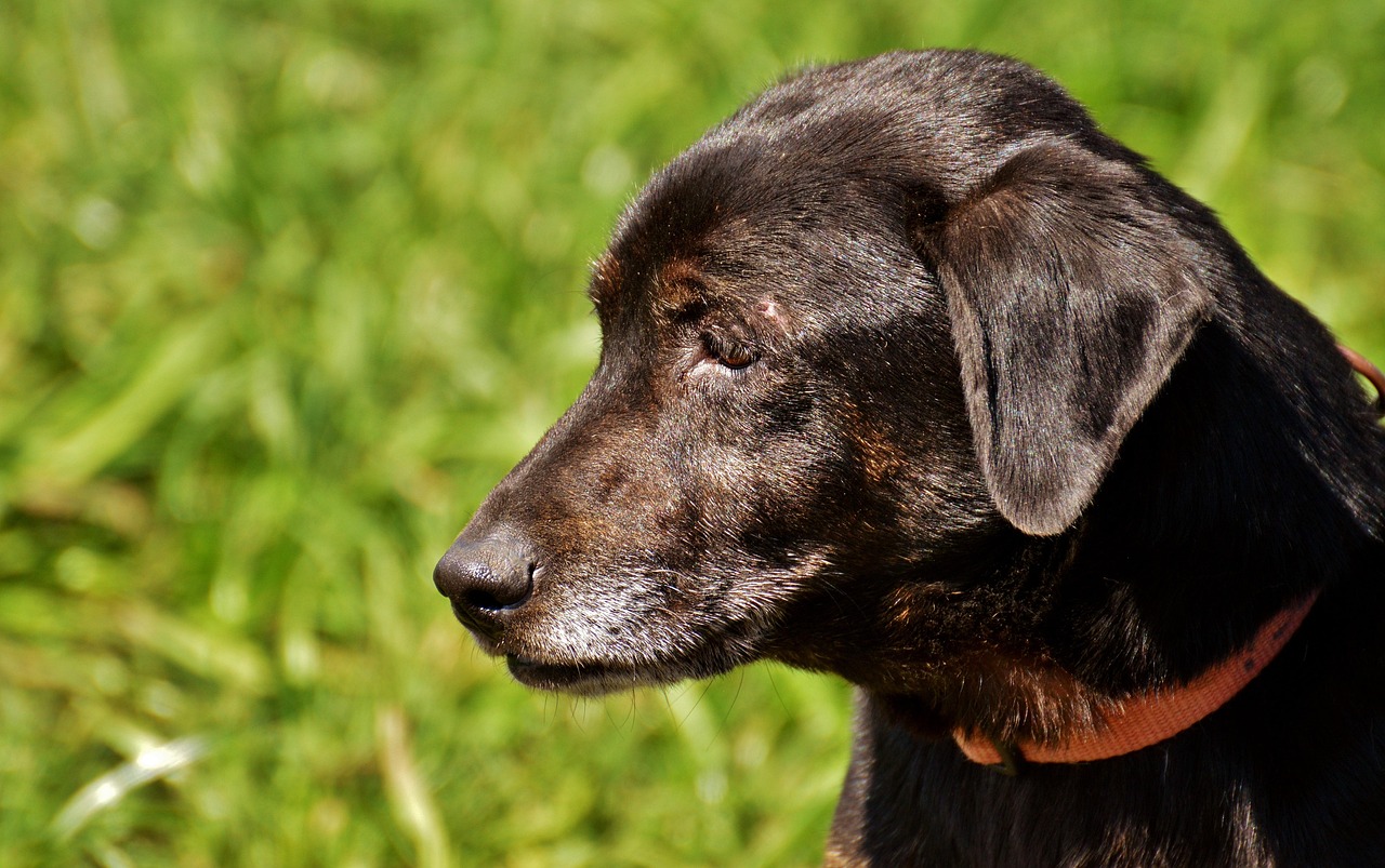 Chien Fourrure Animal - Photo gratuite sur Pixabay - Pixabay