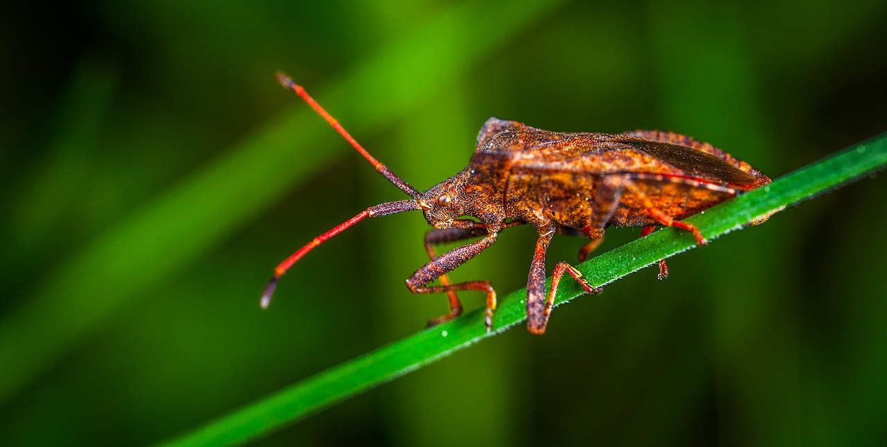 Insect Nature Bug - Free photo on Pixabay - Pixabay