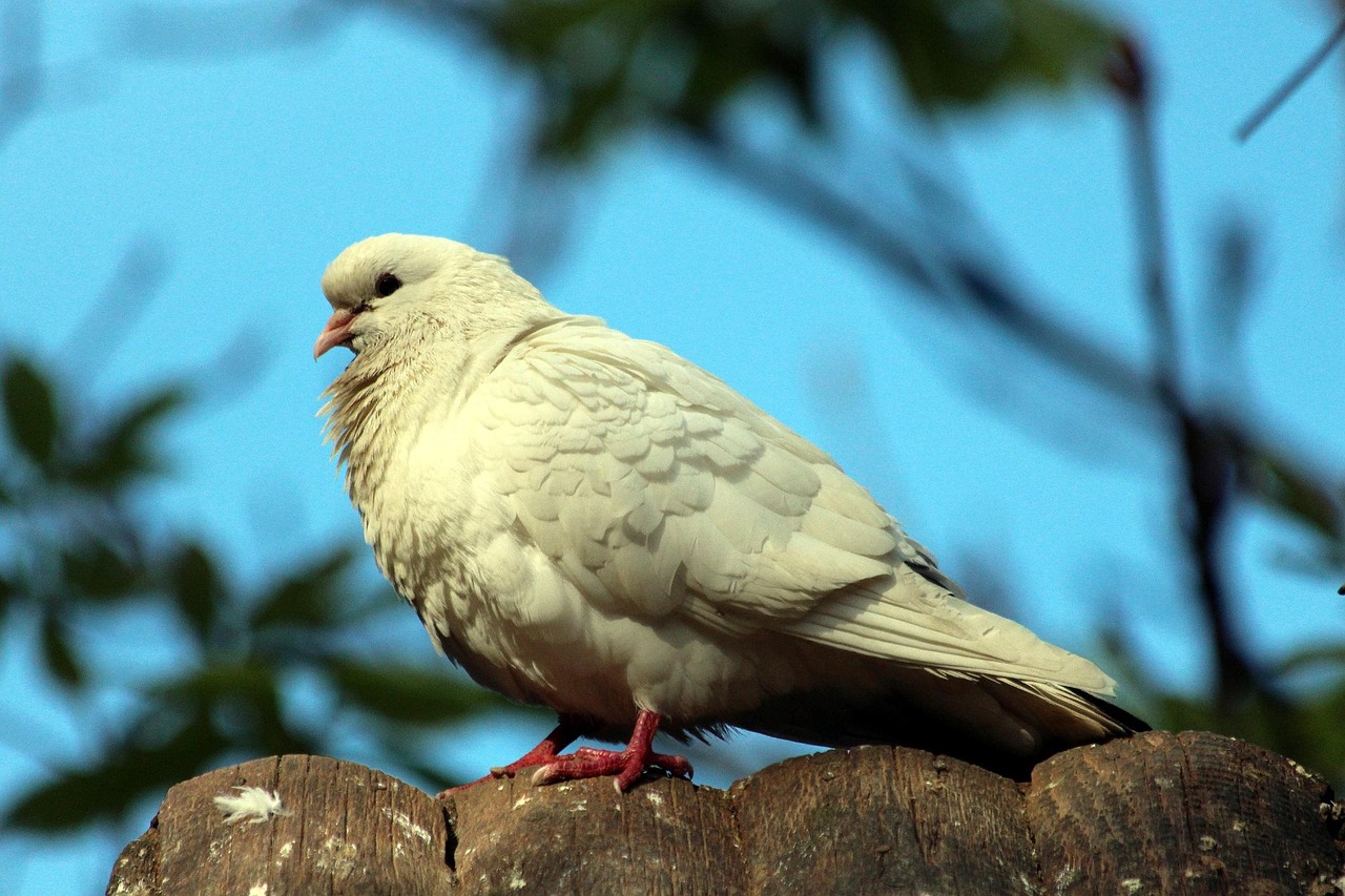 Taube White Bird Die Natur - Kostenloses Foto auf Pixabay