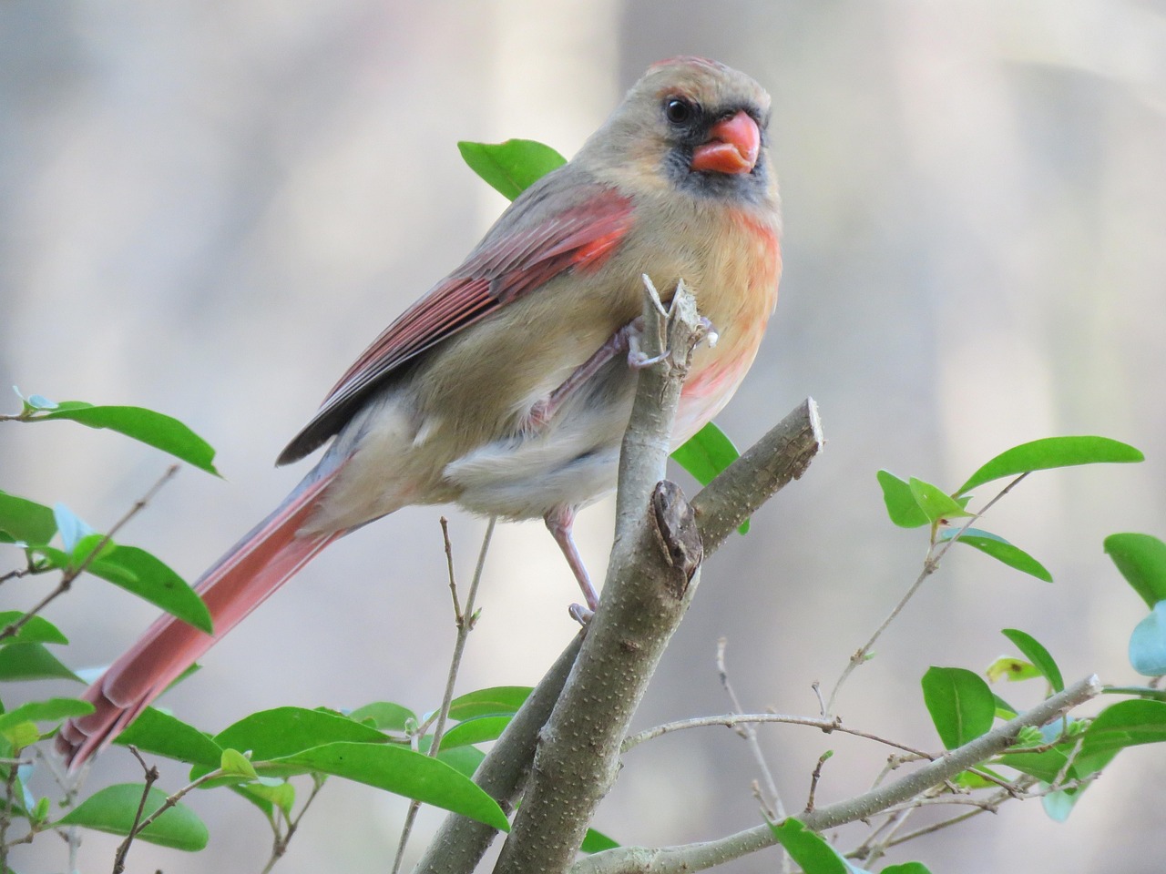 Nature Bird Tree - Free photo on Pixabay