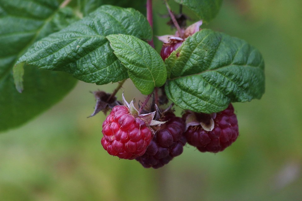 Hoja Naturaleza El Fruto - Foto gratis en Pixabay - Pixabay