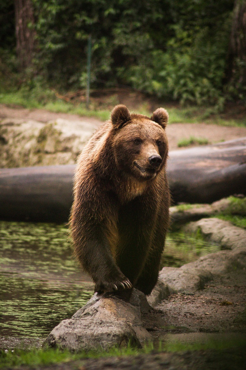 Mammal Wildlife Nature - Free photo on Pixabay - Pixabay