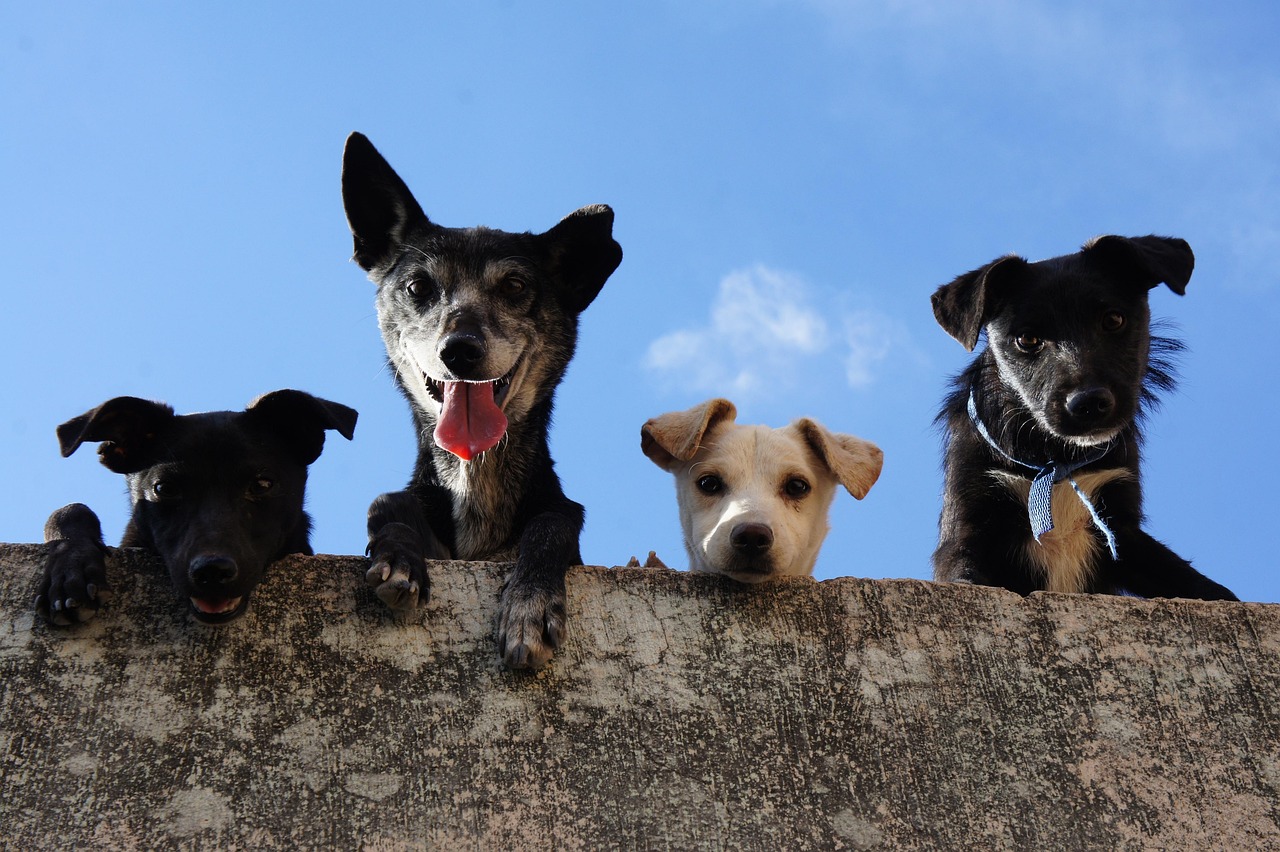 Canis Lupus Animalia Mammalia - Foto gratuita no Pixabay - Pixabay