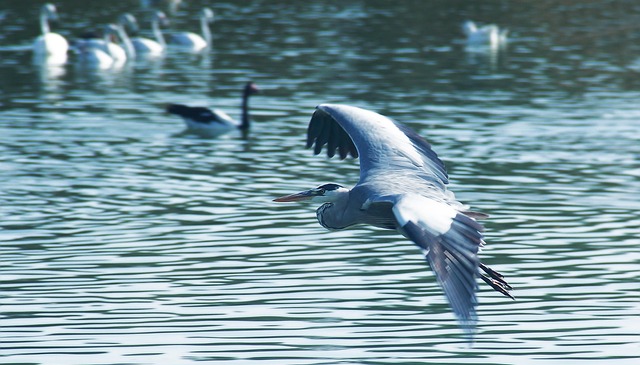 Water Bird Nature - Free photo on Pixabay