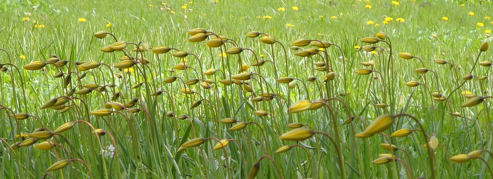 Wild Tulips Dandelion Buttercup - Free photo on Pixabay - Pixabay