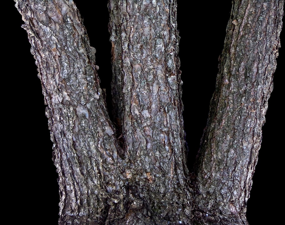 Tree Bark Trunk - Free photo on Pixabay - Pixabay