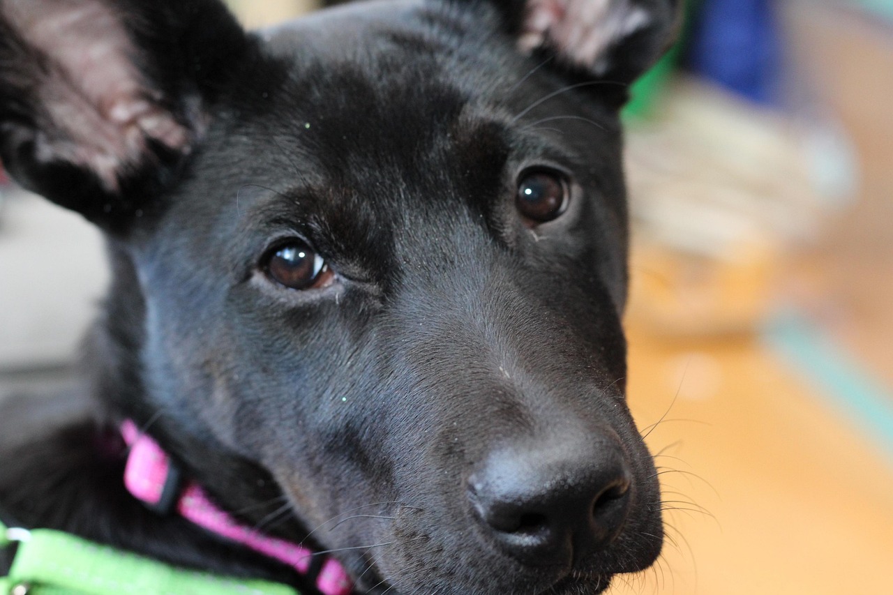 Perro Canino Mascota - Foto gratis en Pixabay - Pixabay