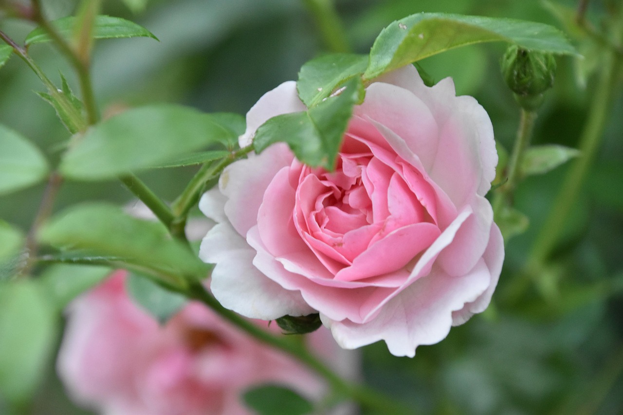 Fleur Rosier Plante - Photo gratuite sur Pixabay