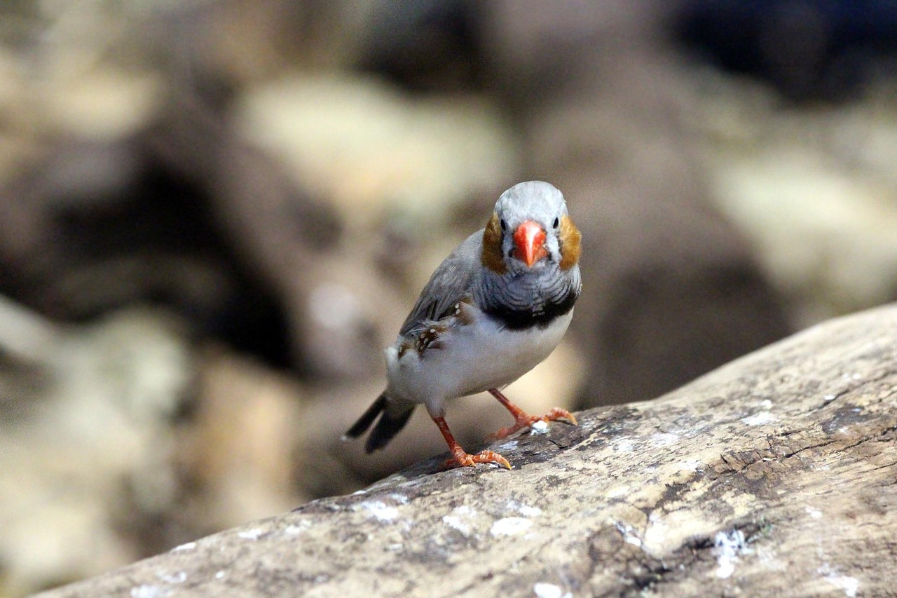 超过 1000 张关于“Chaff Finch”和“鸟”的免费图片 - Pixabay