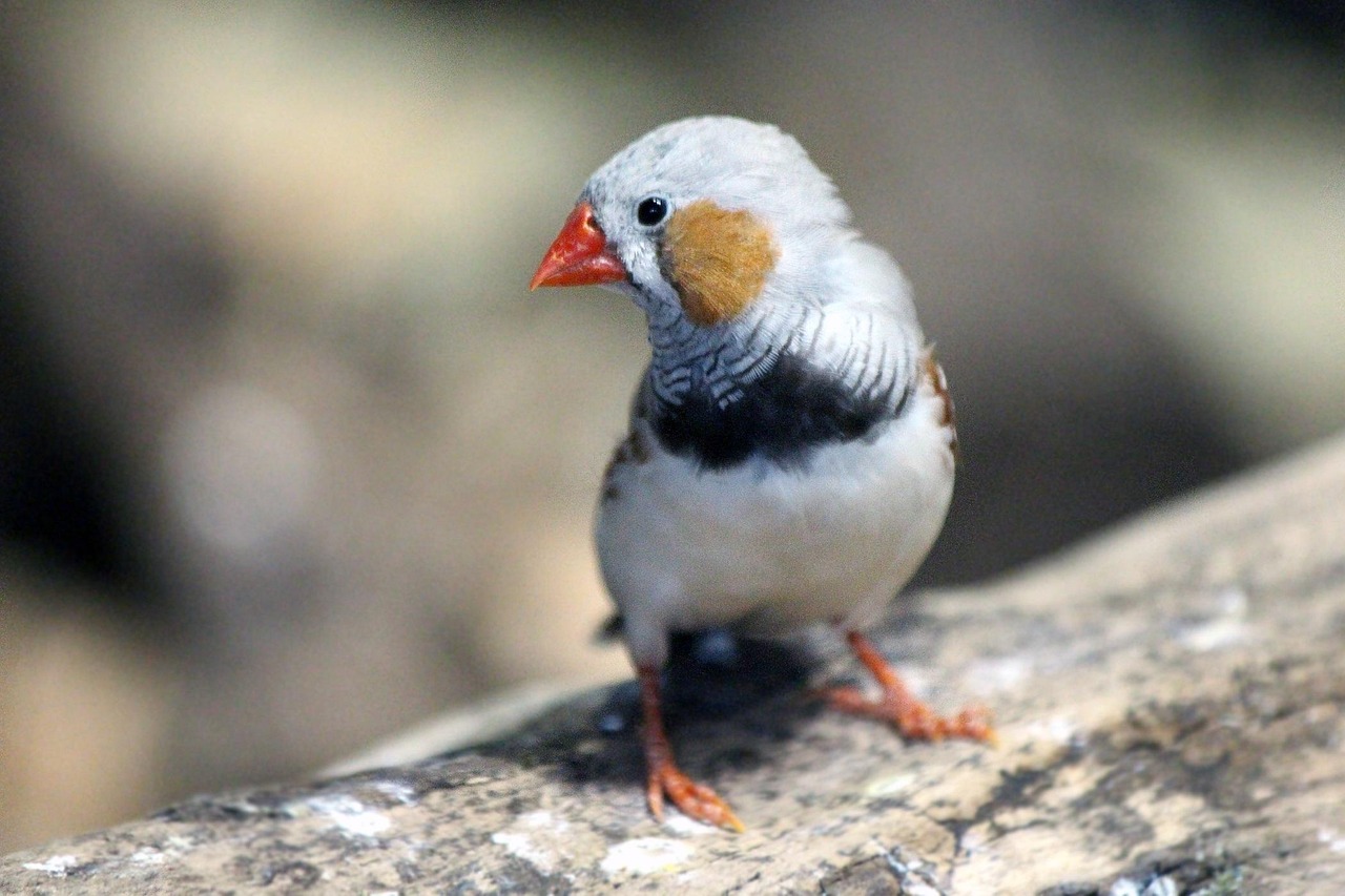 超过 1000 张关于“Chaff Finch”和“鸟”的免费图片 - Pixabay