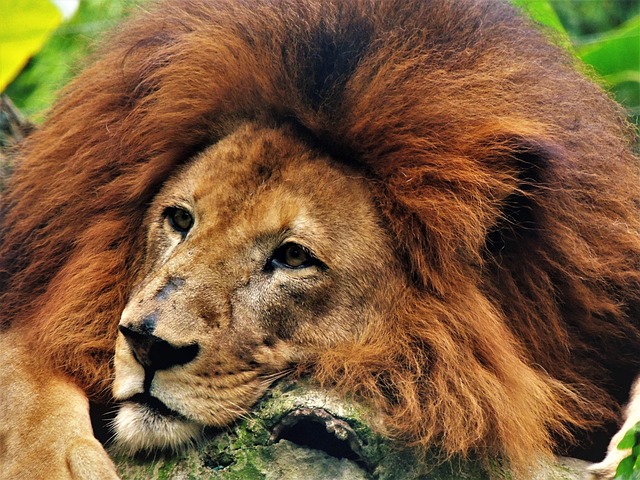 Animalia Mammalia Retrato Vida - Foto gratis en Pixabay - Pixabay