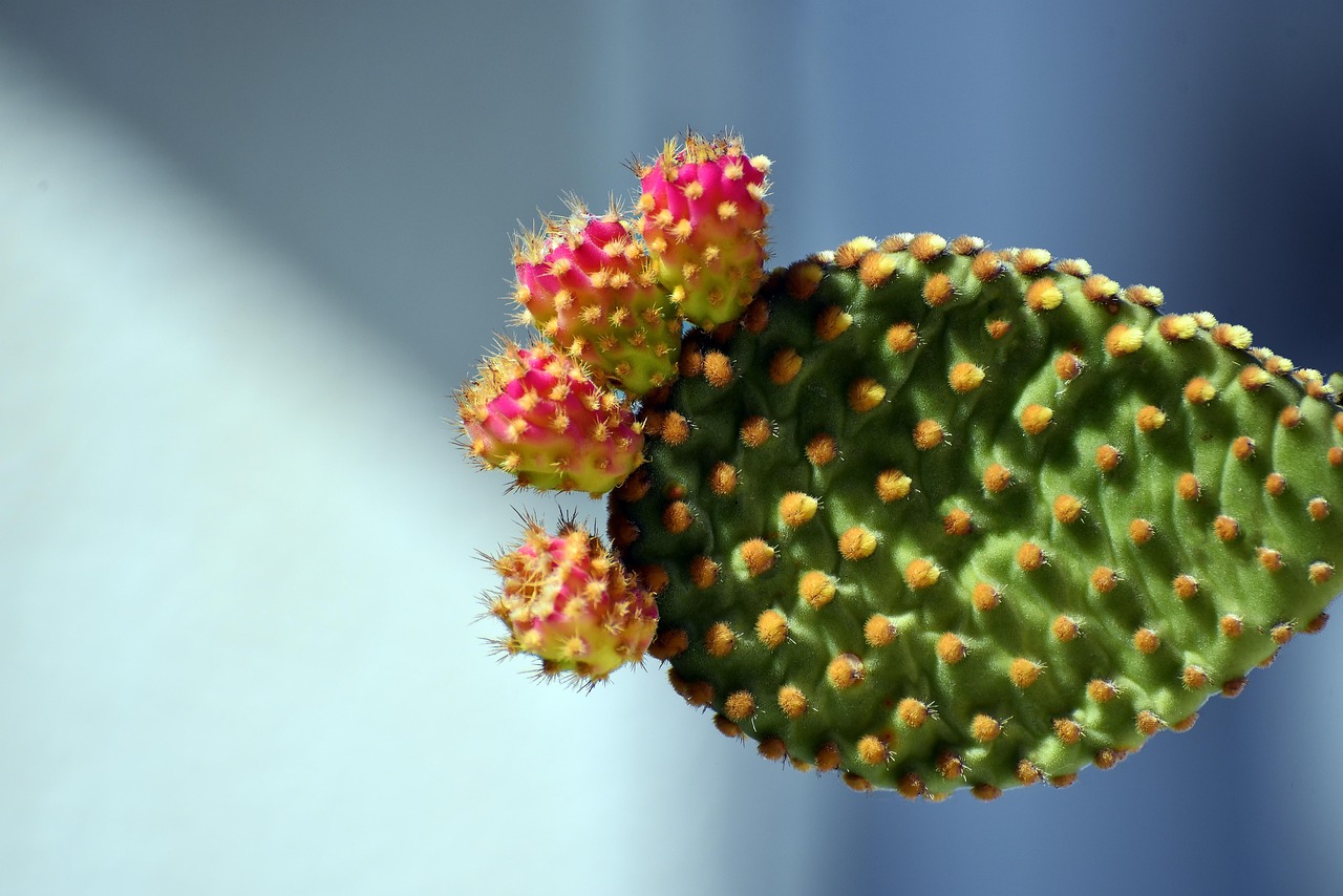 Nature Flora Outdoors - Free photo on Pixabay