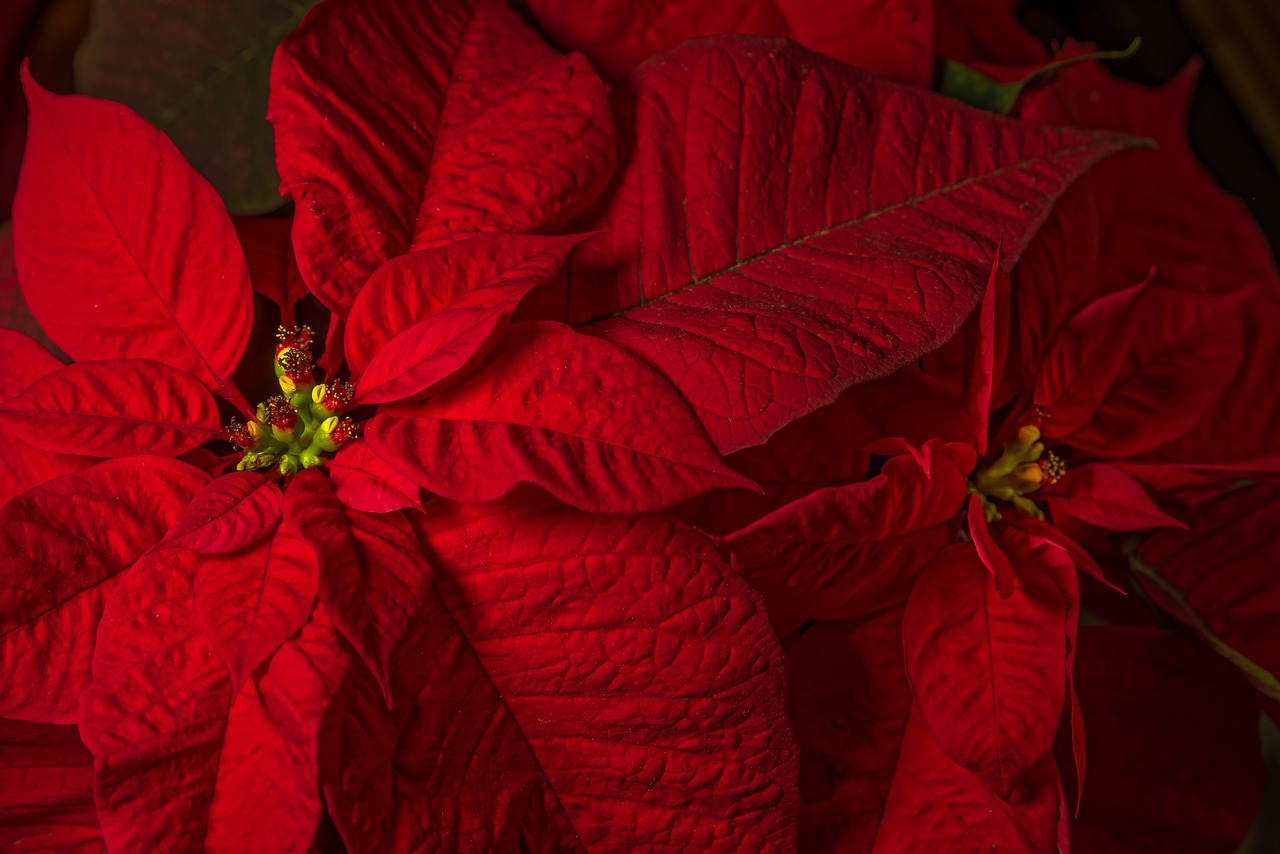 60,000+ Free Poinsettia Flower & Poinsettia Images - Pixabay