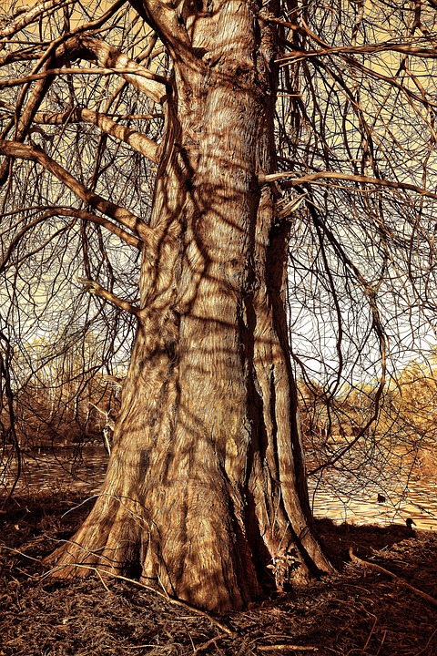 Pohon Pinus Daun Conifer - Foto gratis di Pixabay