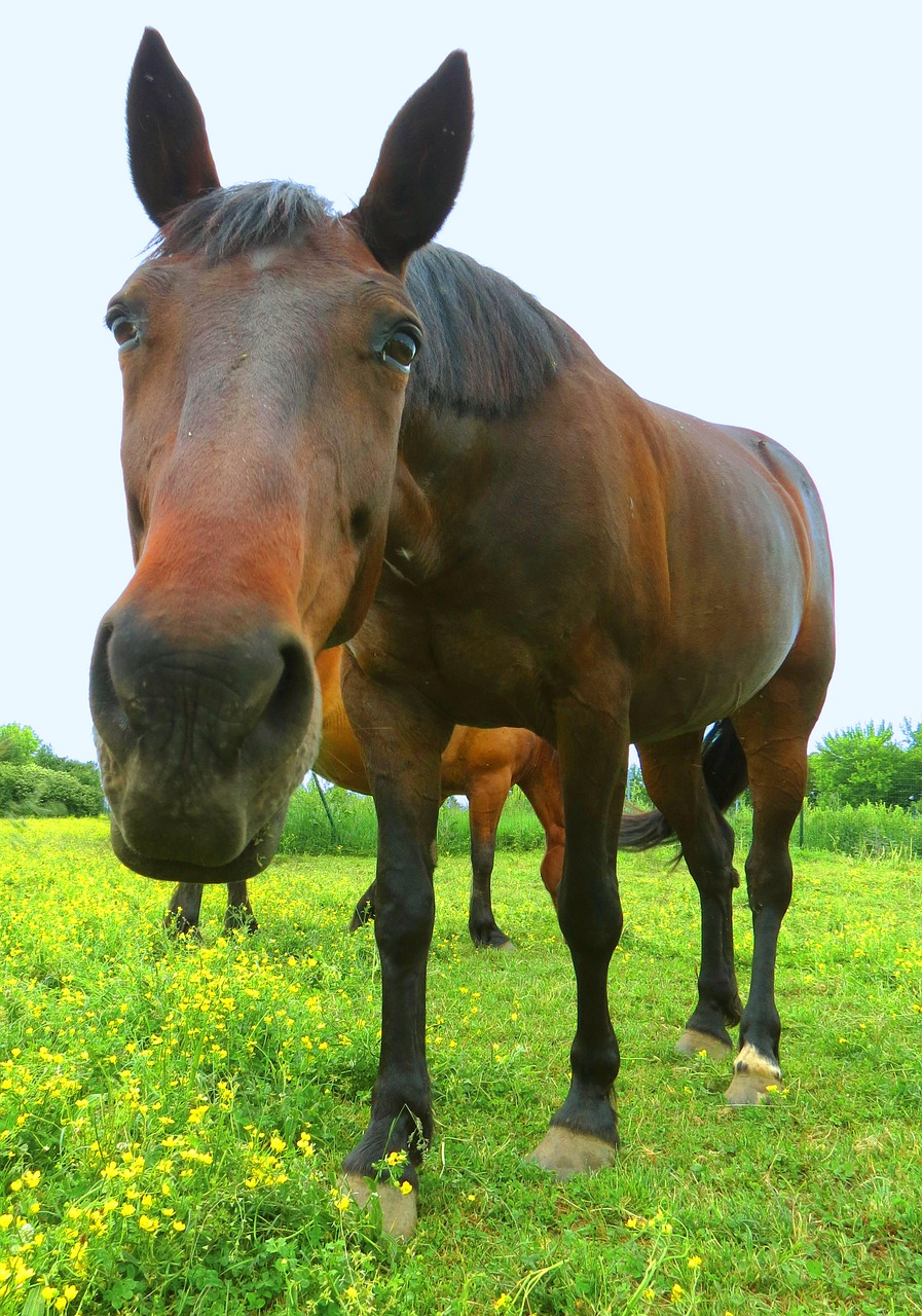 Horse Equine Reaching - Free photo on Pixabay