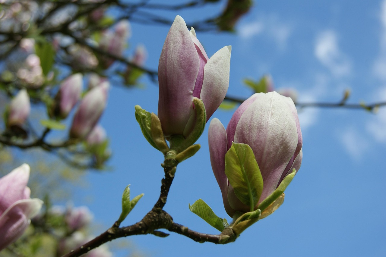 Flower Magnolia Nature - Free photo on Pixabay