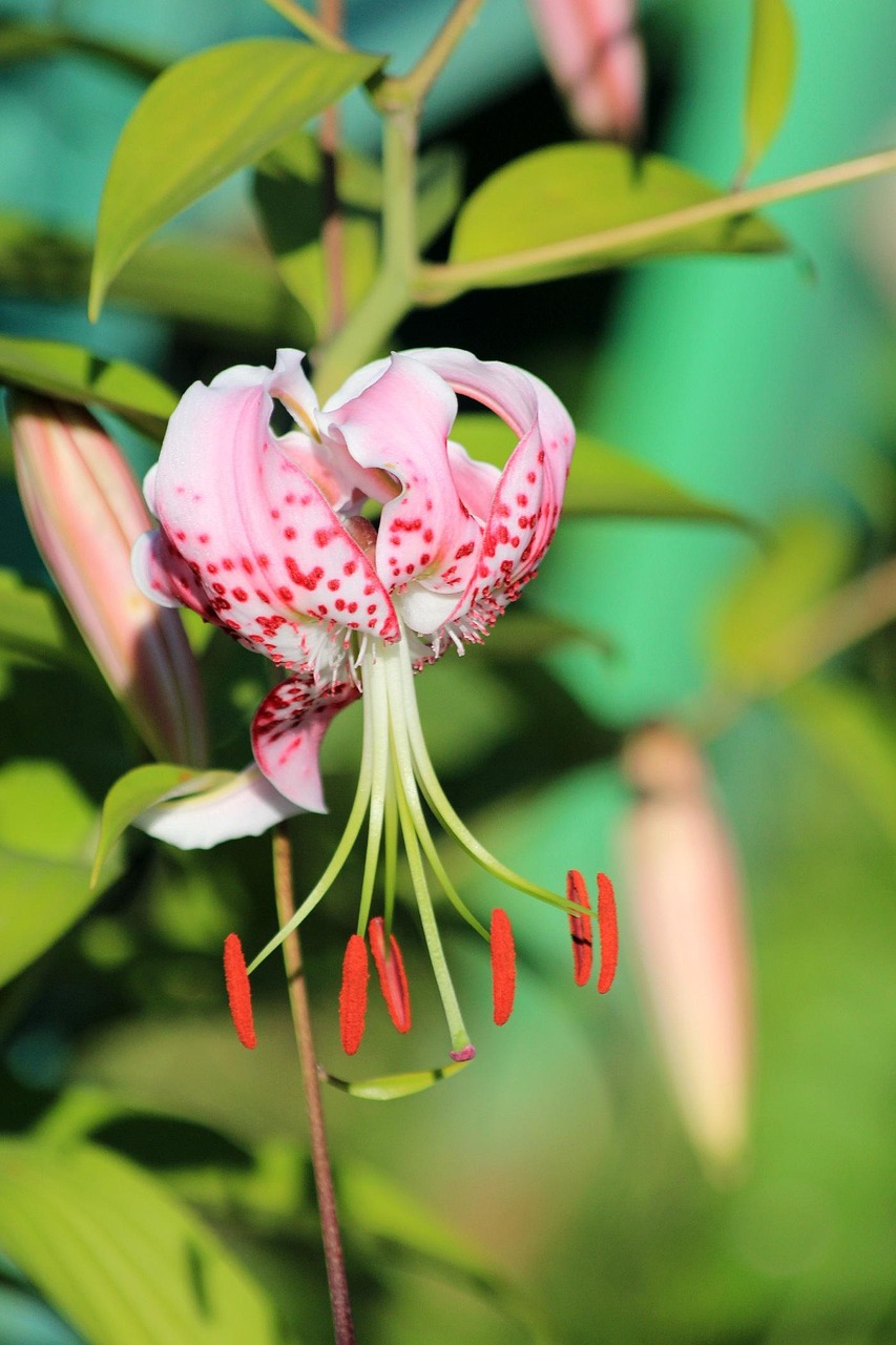 Lily Flower Pink - Free photo on Pixabay