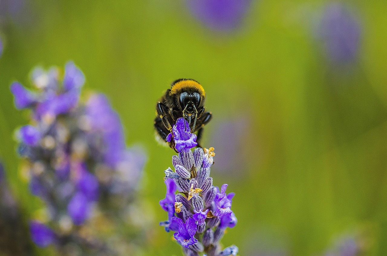 Nature Flower Outdoors · Free photo on Pixabay