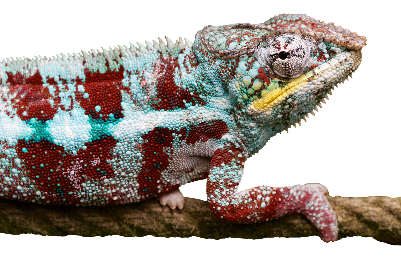 40+ Free Pangolin & Animal Images - Pixabay