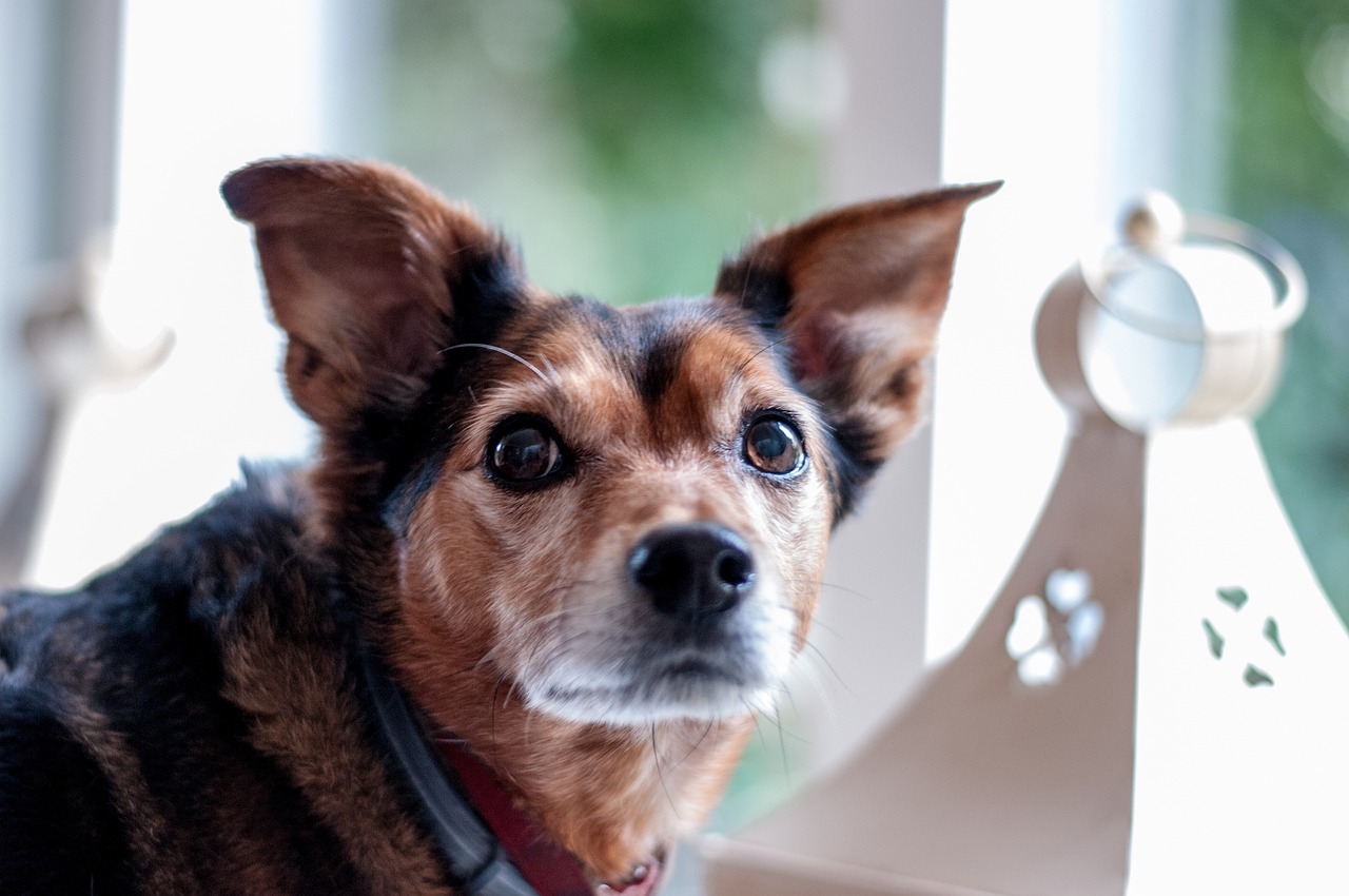 Reino Animal Perro Linda - Foto gratis en Pixabay - Pixabay